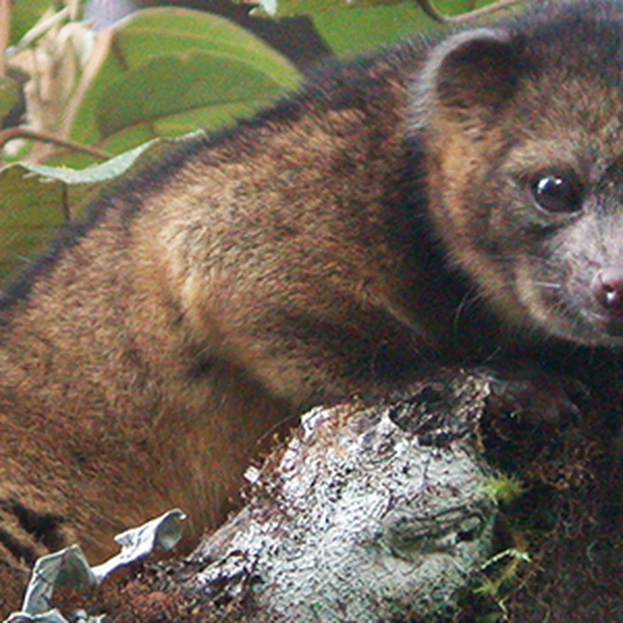 Animal Xoni
