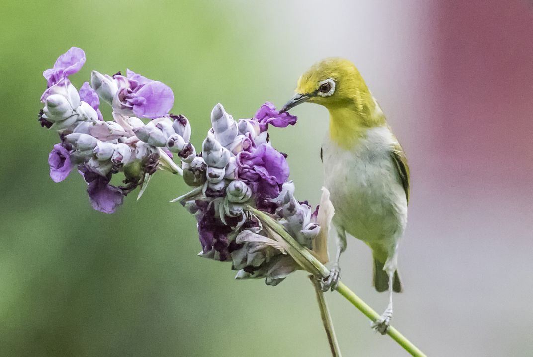 Zosterops japonicus on Thalia dealbata | Smithsonian Photo Contest ...