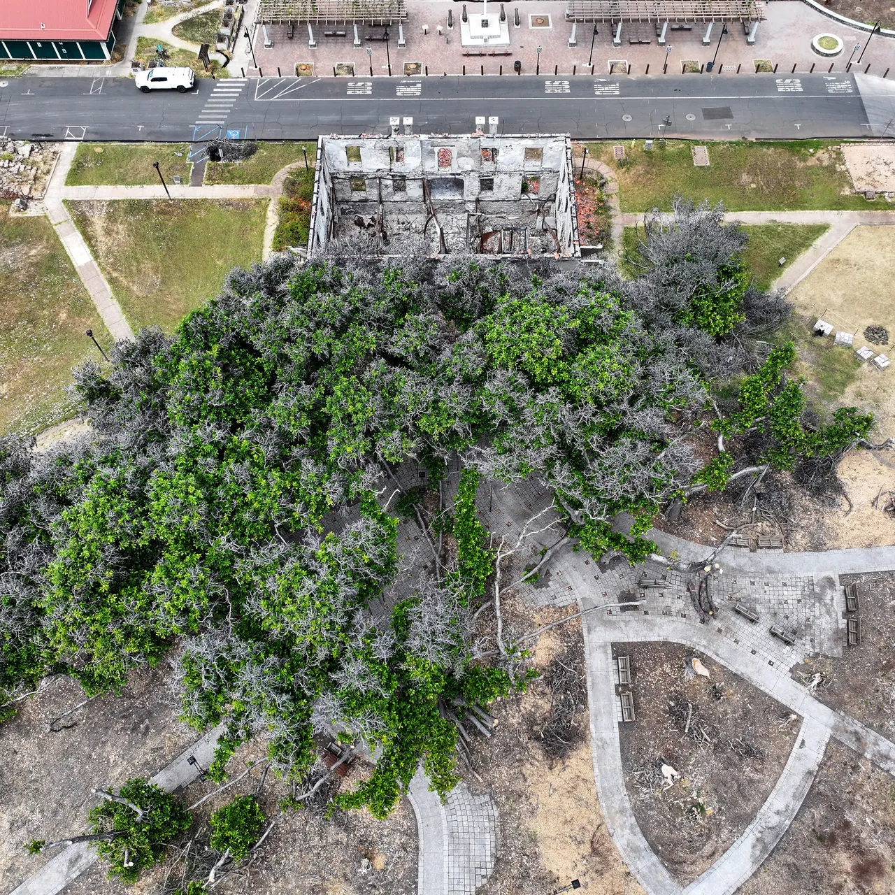 do burned trees grow back