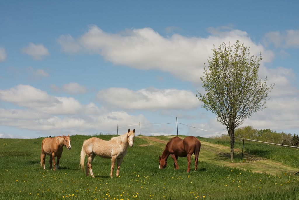 Horses grazing in rural Wisconsin | Smithsonian Photo Contest ...