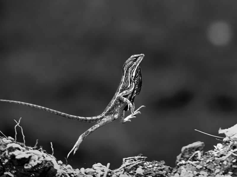 Bipedal Lizard | Smithsonian Photo Contest | Smithsonian Magazine