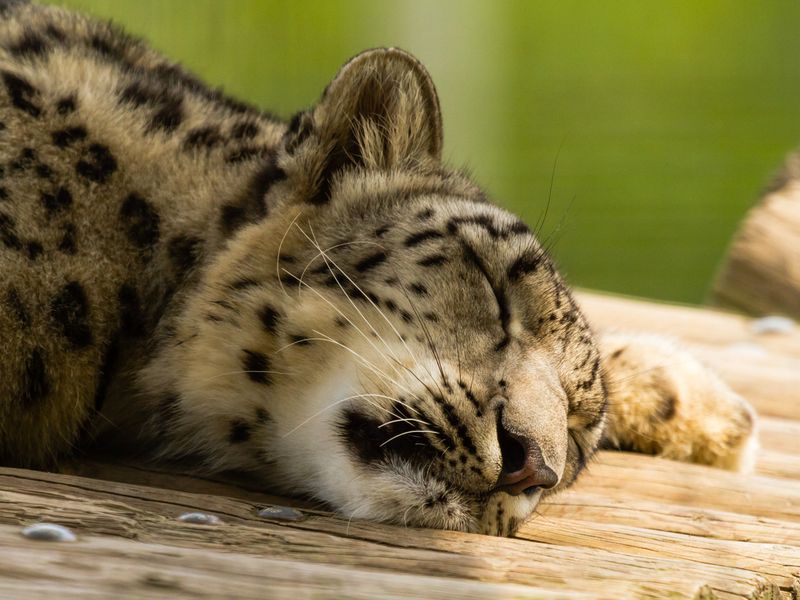 A sleeping snow leopard at the Richmond Metro Zoo. | Smithsonian Photo ...
