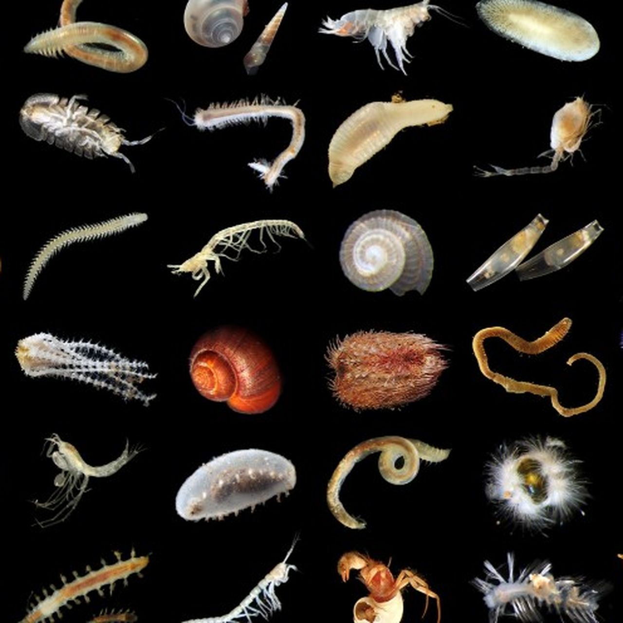 sea animals bbc