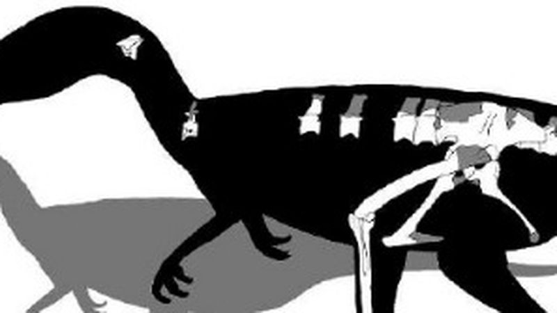 Guanlong Skeleton Amazon.com: WLNTDOLA: Dinosaur Skeleton Model