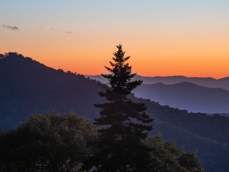 Pine of the Blue Ridge | Smithsonian Photo Contest | Smithsonian Magazine