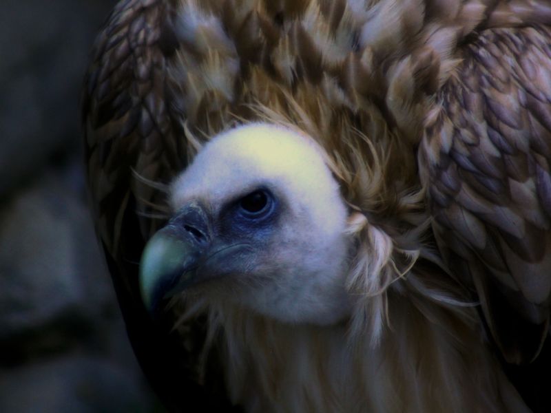 Himalayan Vulture | Smithsonian Photo Contest | Smithsonian Magazine