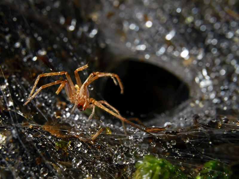 Spider Skin | Smithsonian Photo Contest | Smithsonian Magazine