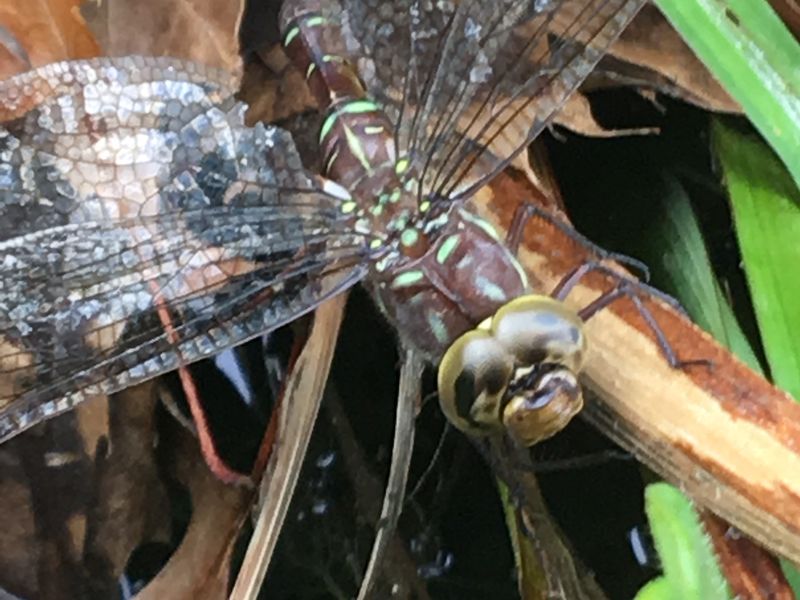 A dragonfly stays for a visit at the pond | Smithsonian Photo Contest ...