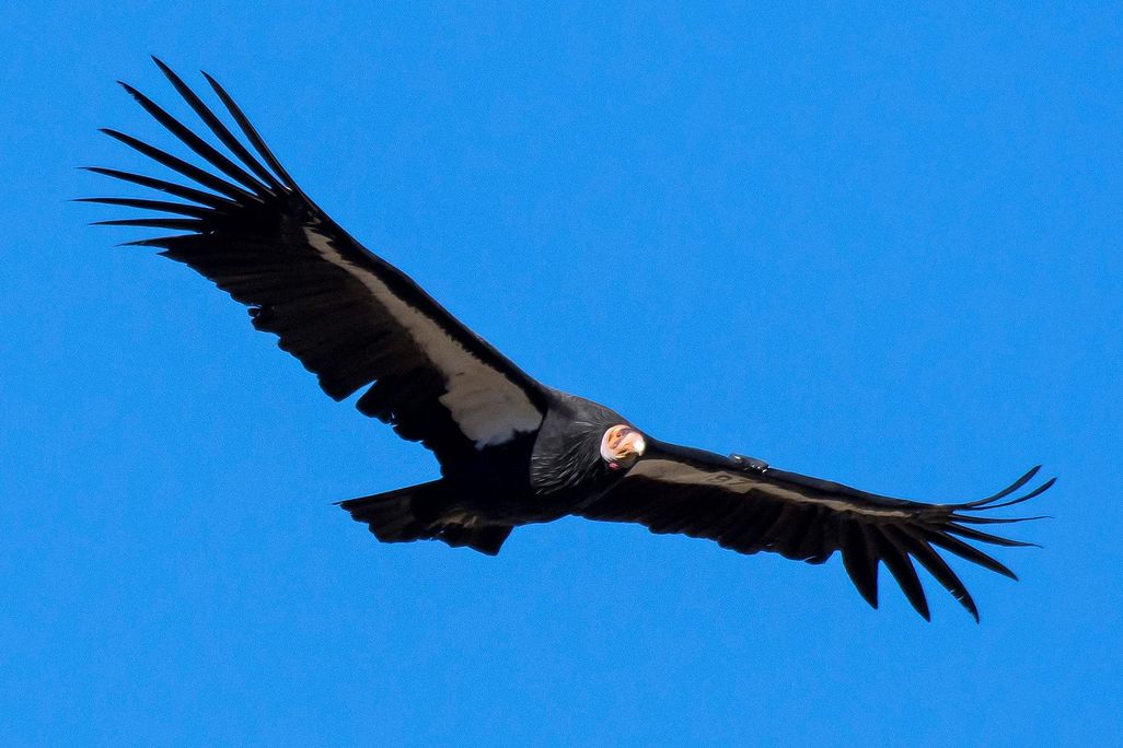 Group of Critically Endangered California Condors Trash Woman's Deck