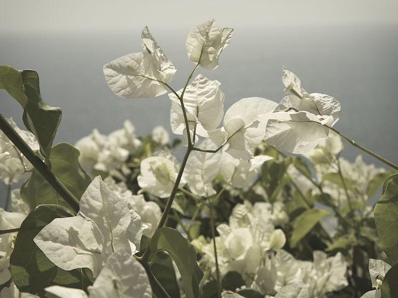 White flowers over the Pacific | Smithsonian Photo Contest ...