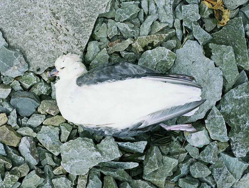 A dead bird laying on rocks | Smithsonian Photo Contest | Smithsonian ...