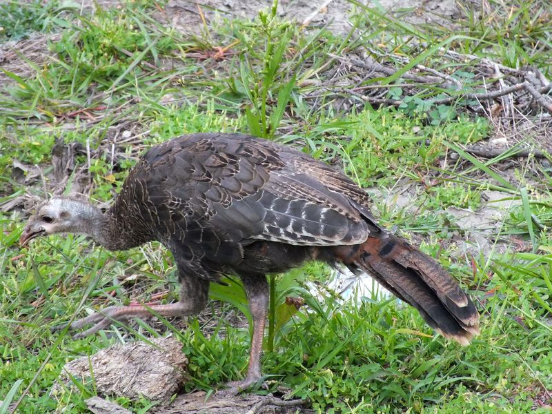 Turkey hen | Smithsonian Photo Contest | Smithsonian Magazine