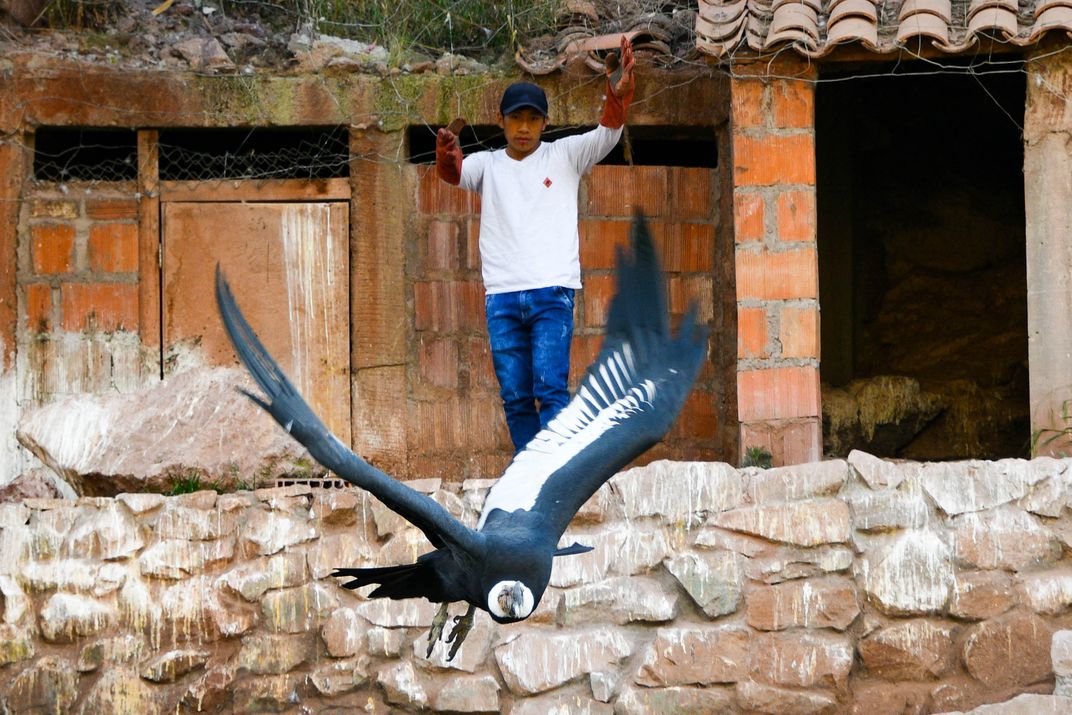 Trainer Exercising Rescued Condor | Smithsonian Photo Contest ...