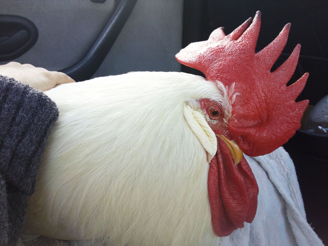 I took this photo with my mobile, when my rooster was in the hug of my ...