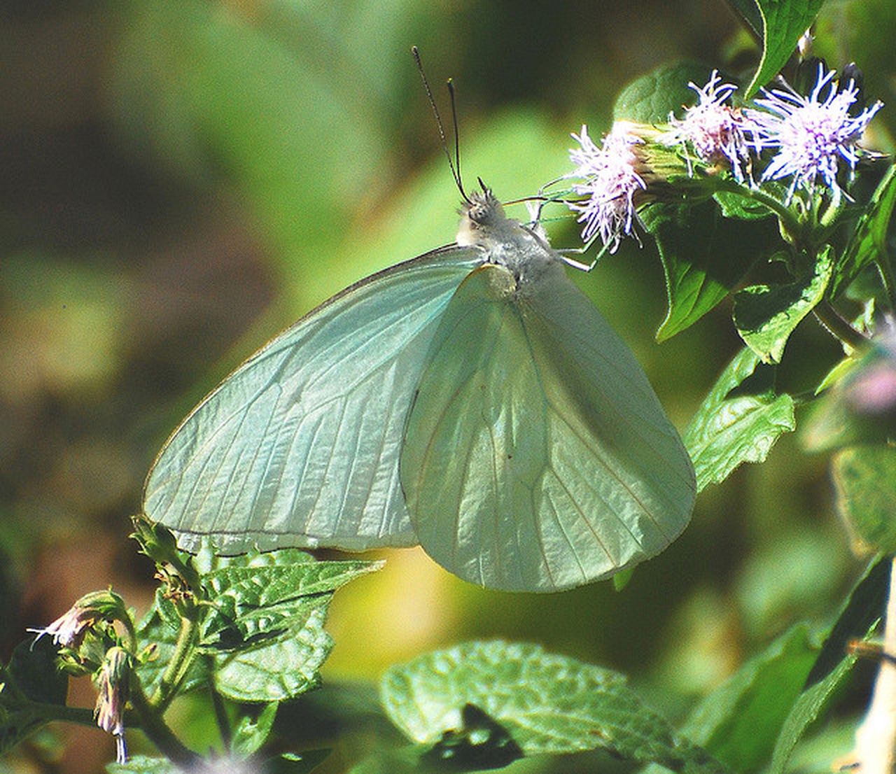 U.S. Butterflies Are Disappearing at Drastic Rates, With One in Five ...