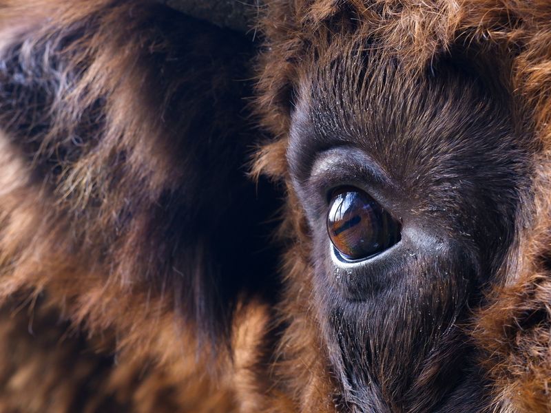 A European bison's eye. | Smithsonian Photo Contest | Smithsonian Magazine