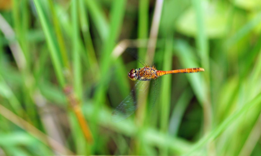 flying dragonfly | Smithsonian Photo Contest | Smithsonian Magazine