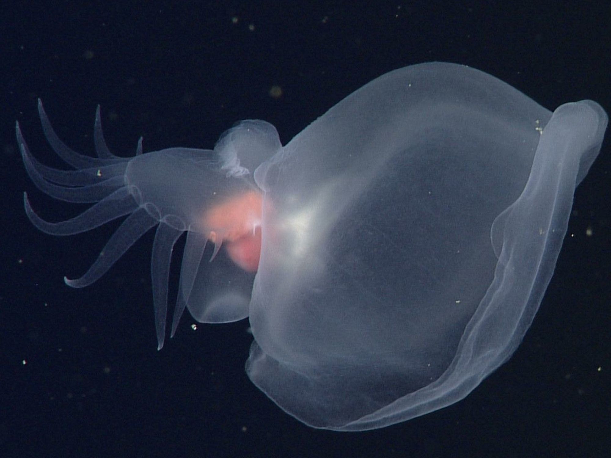 Scientists Finally Identified This Glowing, Transparent 'Mystery ...