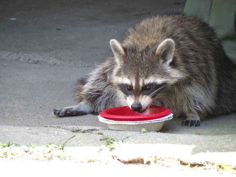 Ravenous Raccoon | Smithsonian Photo Contest | Smithsonian Magazine