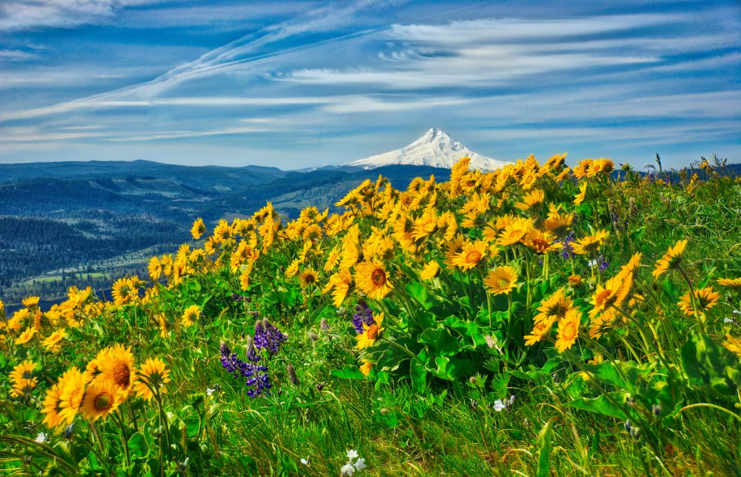Mt. Hood in the spring with balsam root and lupine | Smithsonian Photo ...