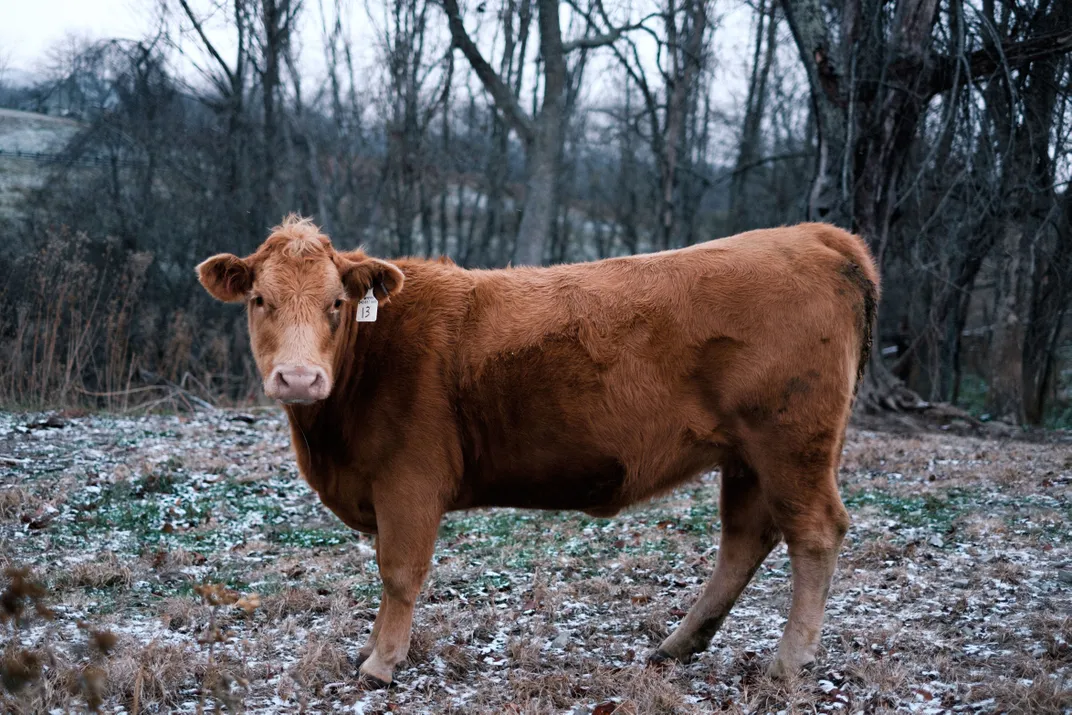 The very animal that the world lives off of. | Smithsonian Photo ...