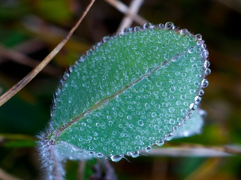 Dew-covered leaf | Smithsonian Photo Contest | Smithsonian Magazine