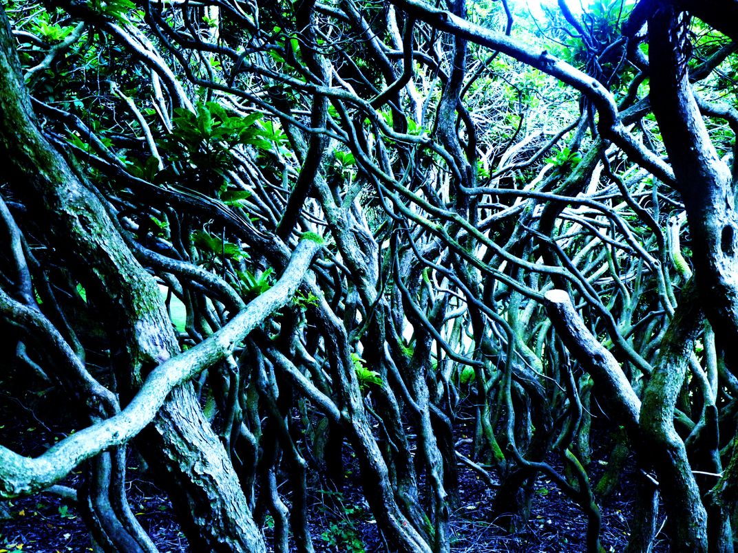 Thicket in a forest in Scotland. | Smithsonian Photo Contest ...