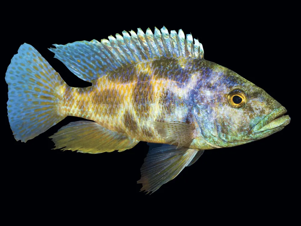malawi fish