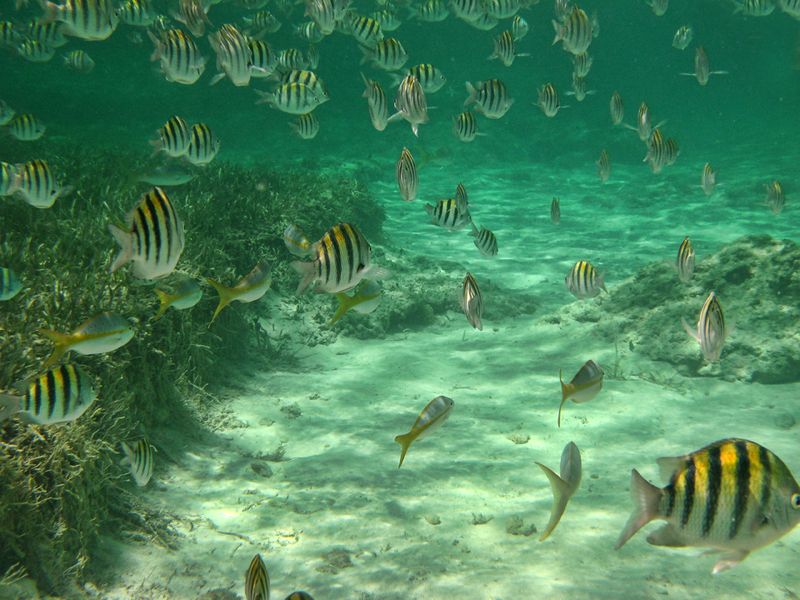 swimming with the fishes! | Smithsonian Photo Contest | Smithsonian ...