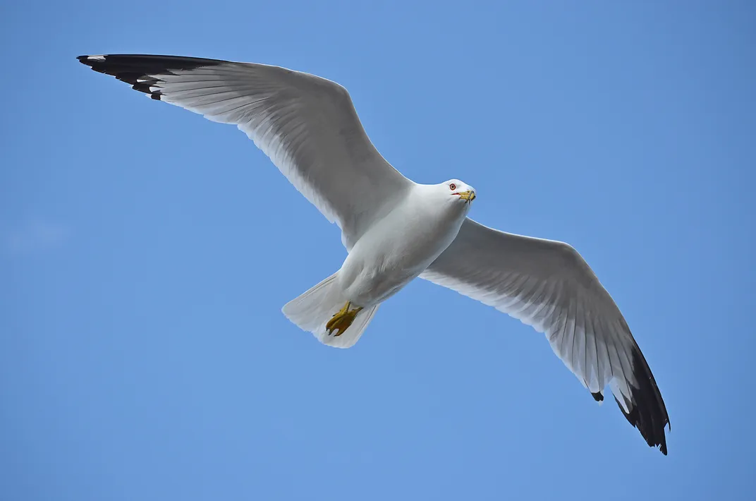 Curious Seagull wondering what I am | Smithsonian Photo Contest ...