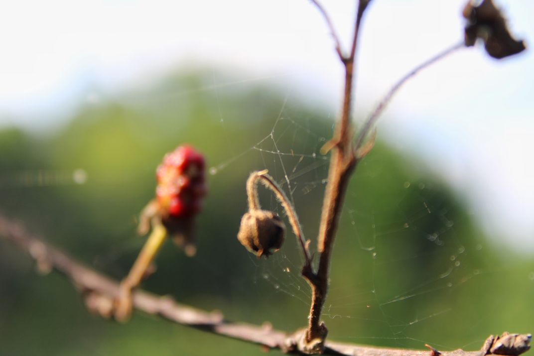 A web of nature | Smithsonian Photo Contest | Smithsonian Magazine
