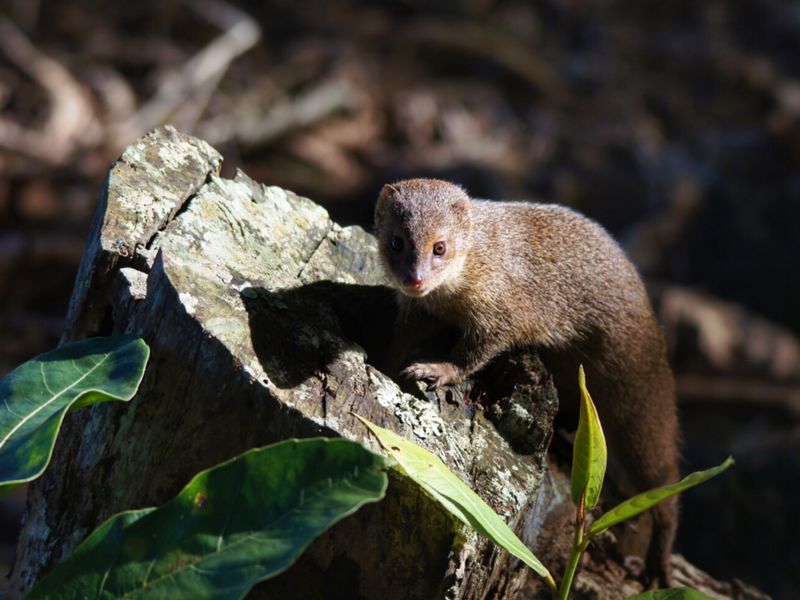 Asian Mongoose | Smithsonian Photo Contest | Smithsonian Magazine