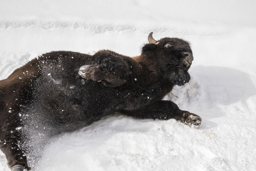 Bison Belly Rub | Smithsonian Photo Contest | Smithsonian Magazine