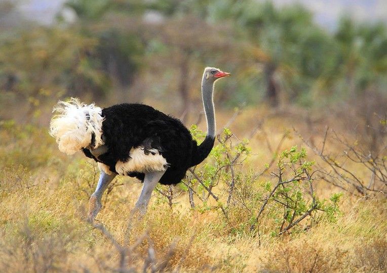 world's biggest animals