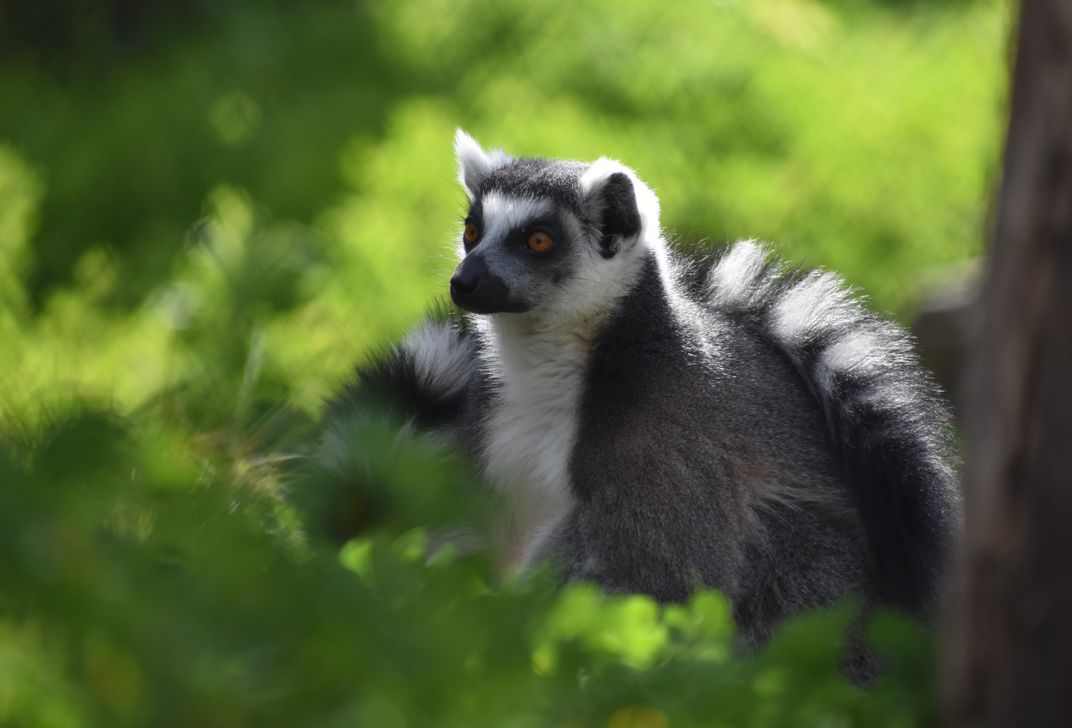 One Attentive Lemur | Smithsonian Photo Contest | Smithsonian Magazine