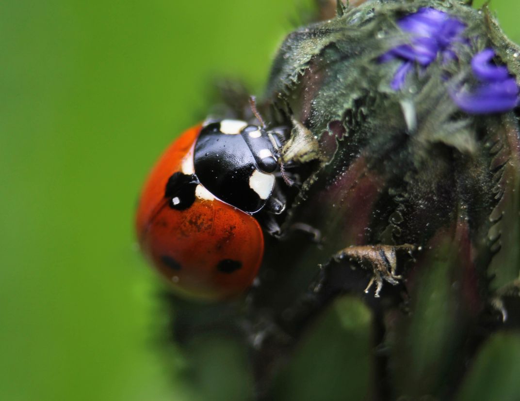 Macro image of a ladybug | Smithsonian Photo Contest | Smithsonian Magazine