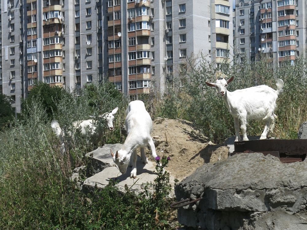 Urban Goats | Smithsonian Photo Contest | Smithsonian Magazine