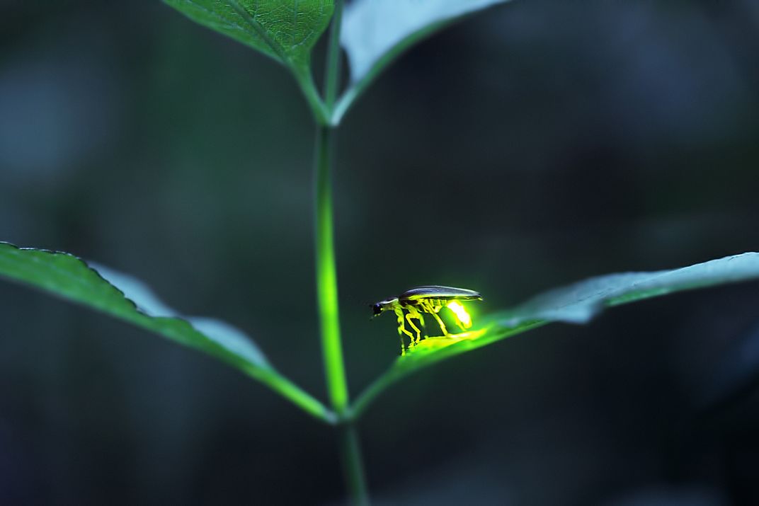 Firefly on a Leaf | Smithsonian Photo Contest | Smithsonian Magazine