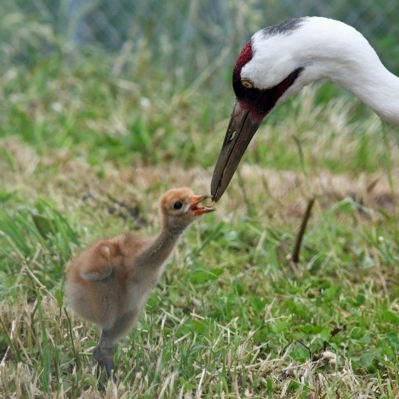 Whooping Crane Sound