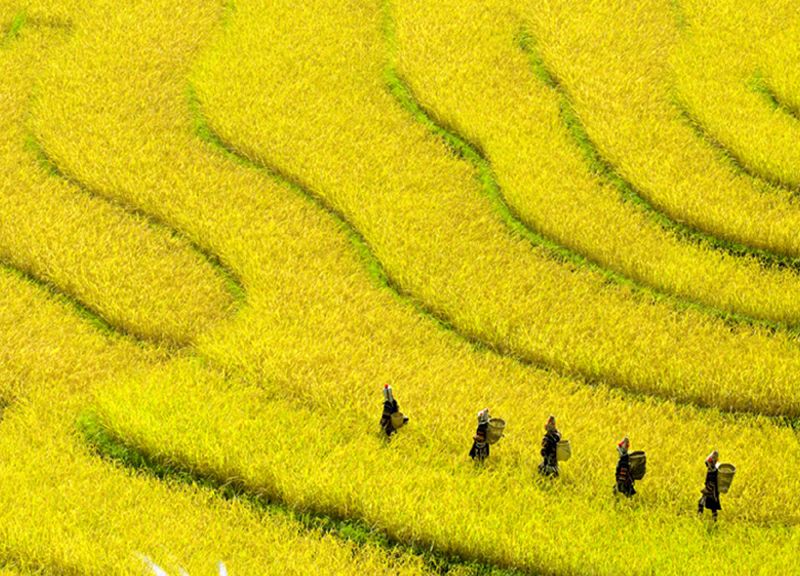 Yellow rice farm | Smithsonian Photo Contest | Smithsonian Magazine