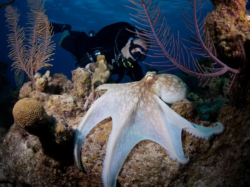 Octopus connection | Smithsonian Photo Contest | Smithsonian Magazine
