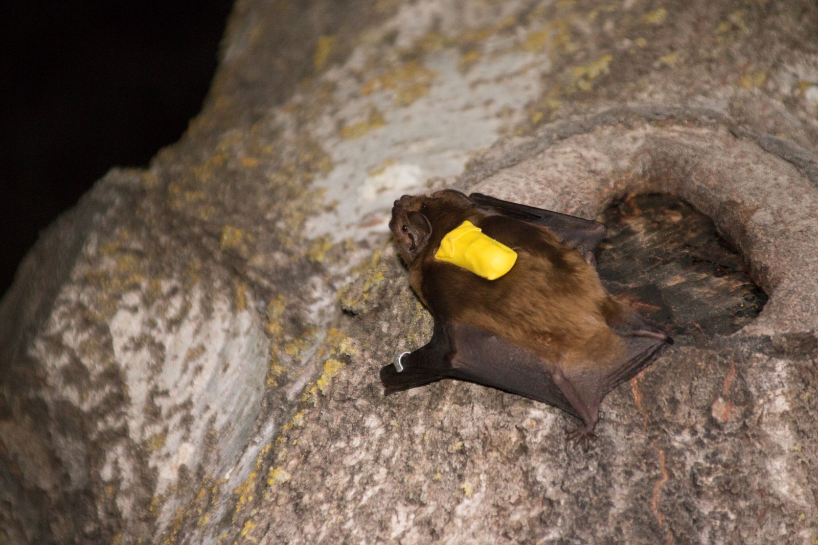 This Chilling Recording Reveals Large Bats Catching, Killing and Eating ...