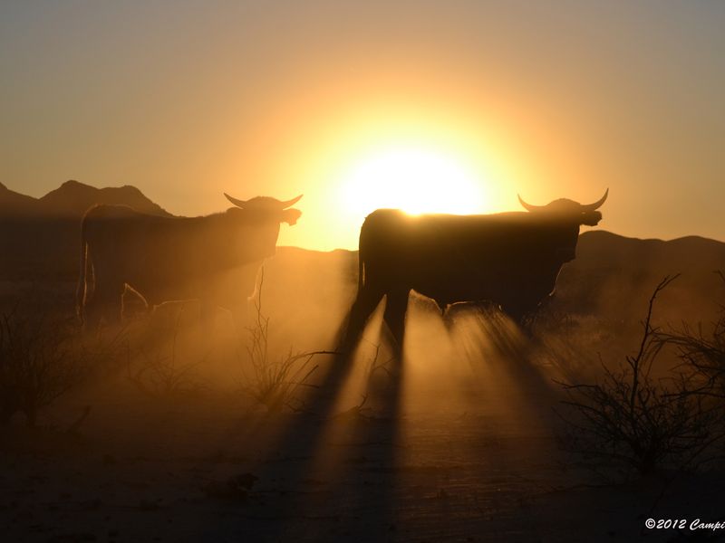 Cow Ghosts | Smithsonian Photo Contest | Smithsonian Magazine