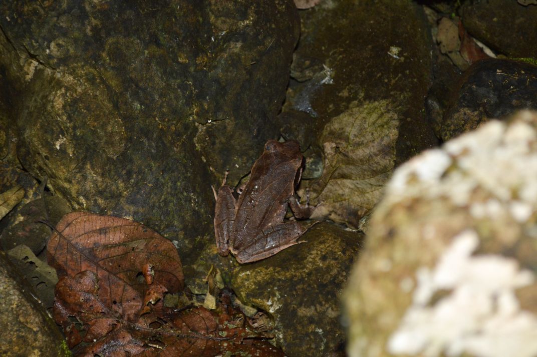 A leafy frog in Phong Nha | Smithsonian Photo Contest | Smithsonian ...