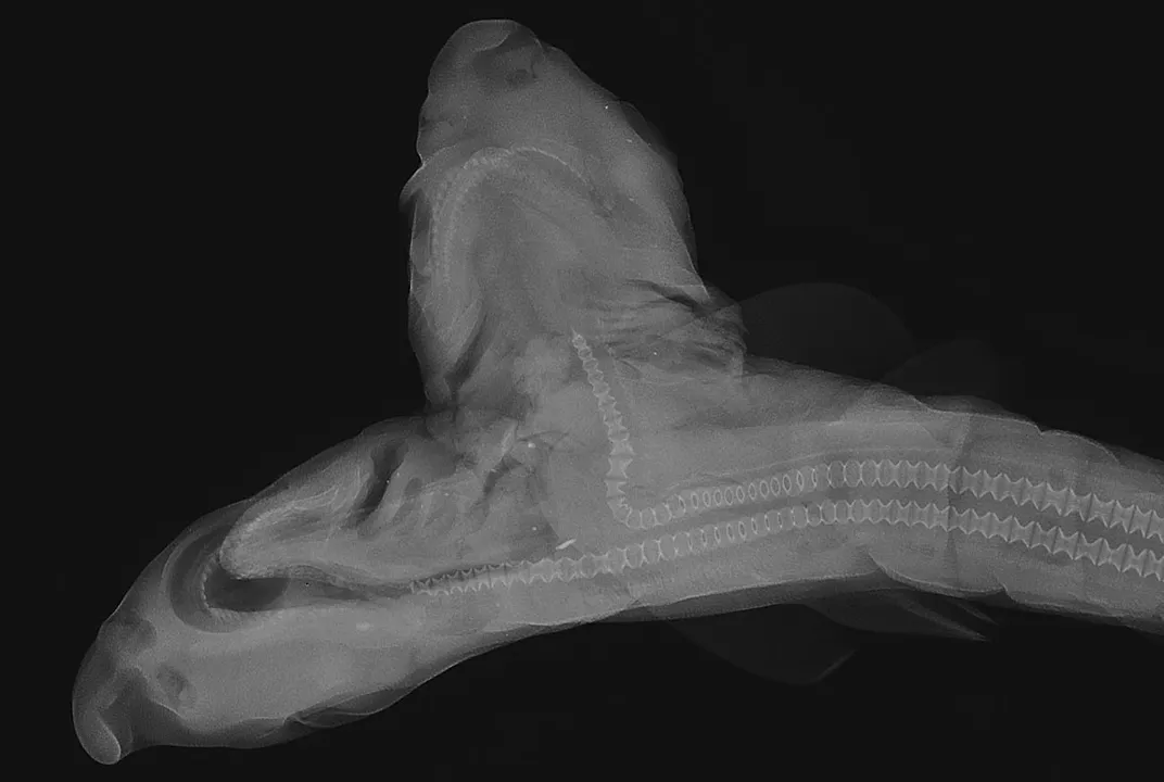 Hammerhead Shark X Ray