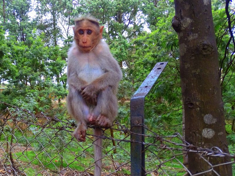 The monkey pose | Smithsonian Photo Contest | Smithsonian Magazine