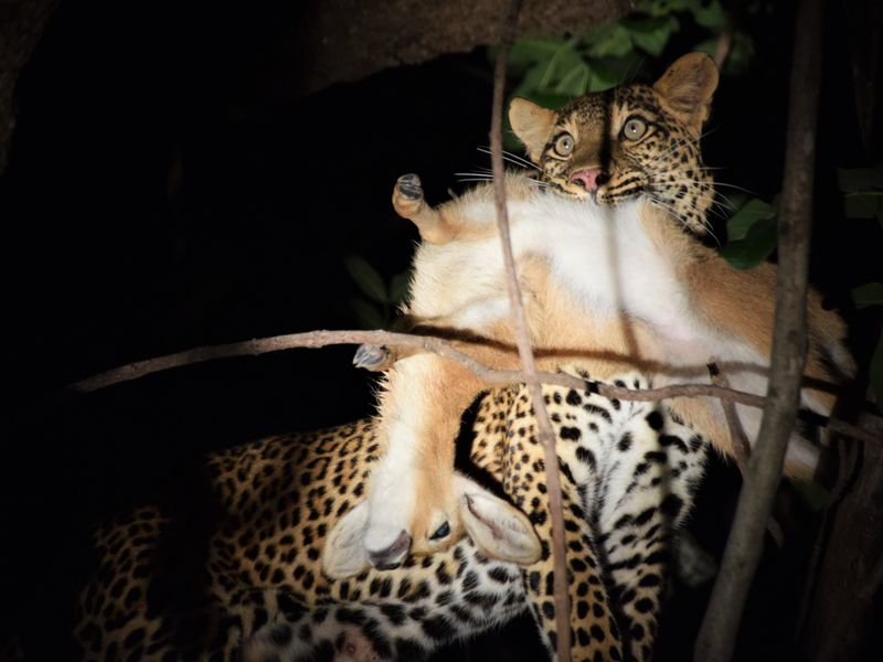 Leopard Snack | Smithsonian Photo Contest | Smithsonian Magazine