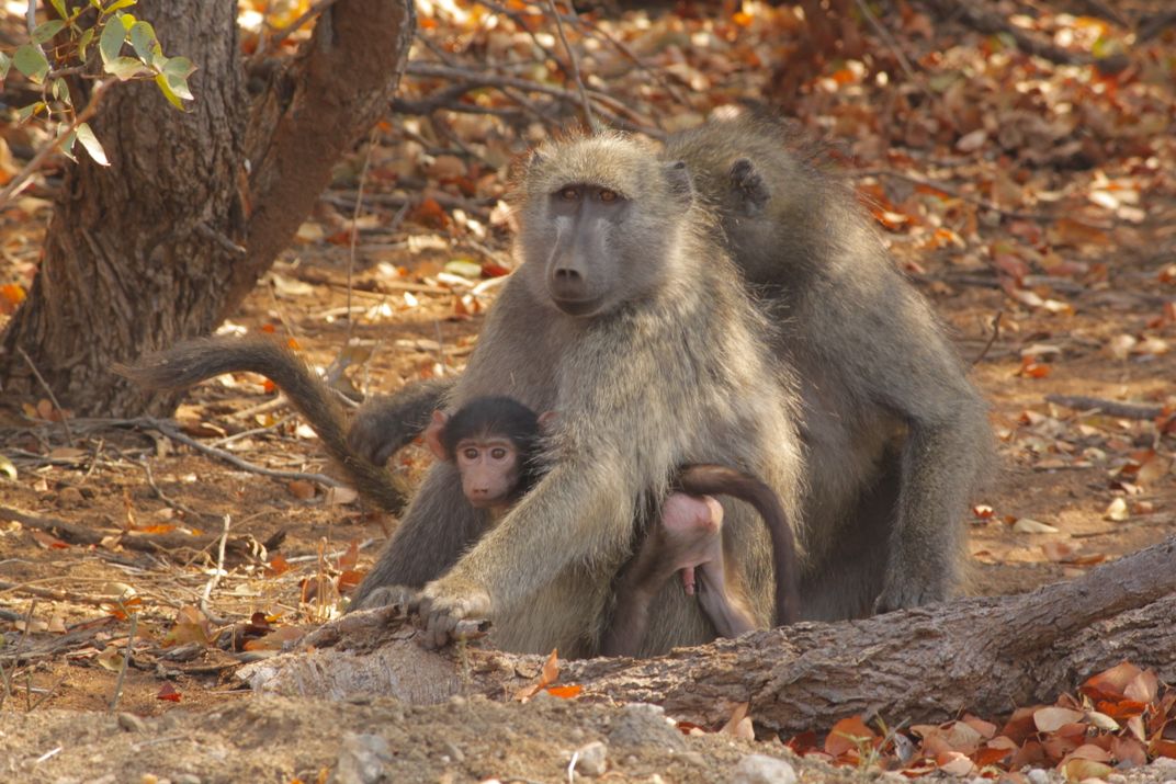 Baboon family | Smithsonian Photo Contest | Smithsonian Magazine