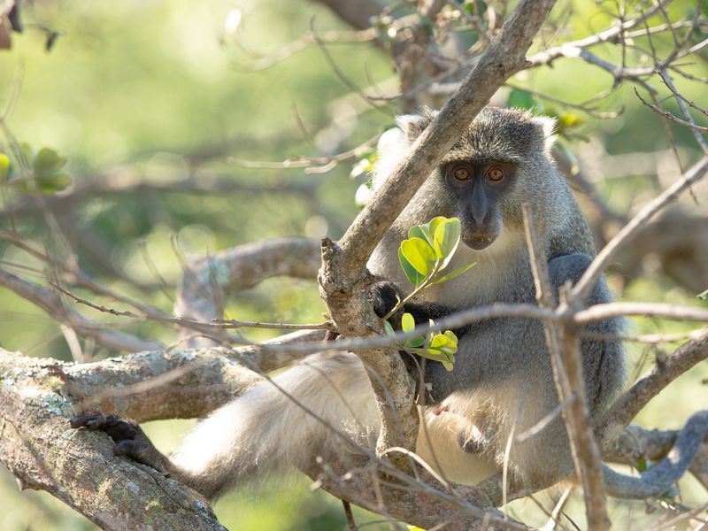 Samango Monkey | Smithsonian Photo Contest | Smithsonian Magazine