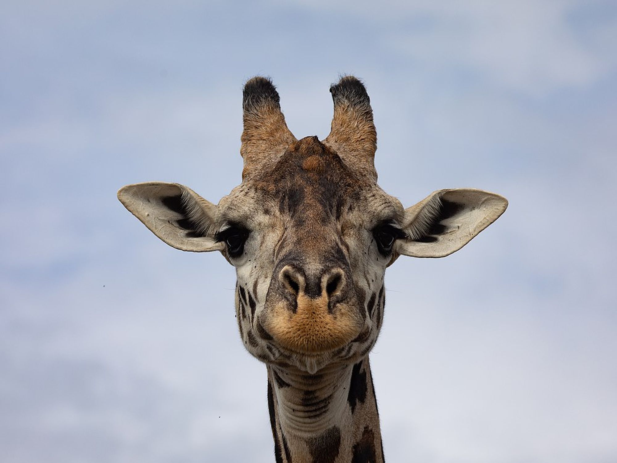 Color of Giraffes’ Spots Reflects Social Status, Not Age